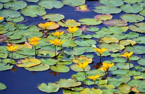 A New Explanation of the First "Guanju" in "The Book of Songs" - iNEWS