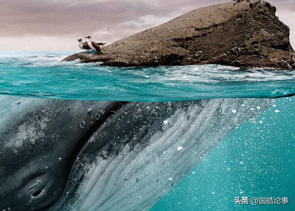 A brief analysis of the historical evolution of whales: the magnificent ...