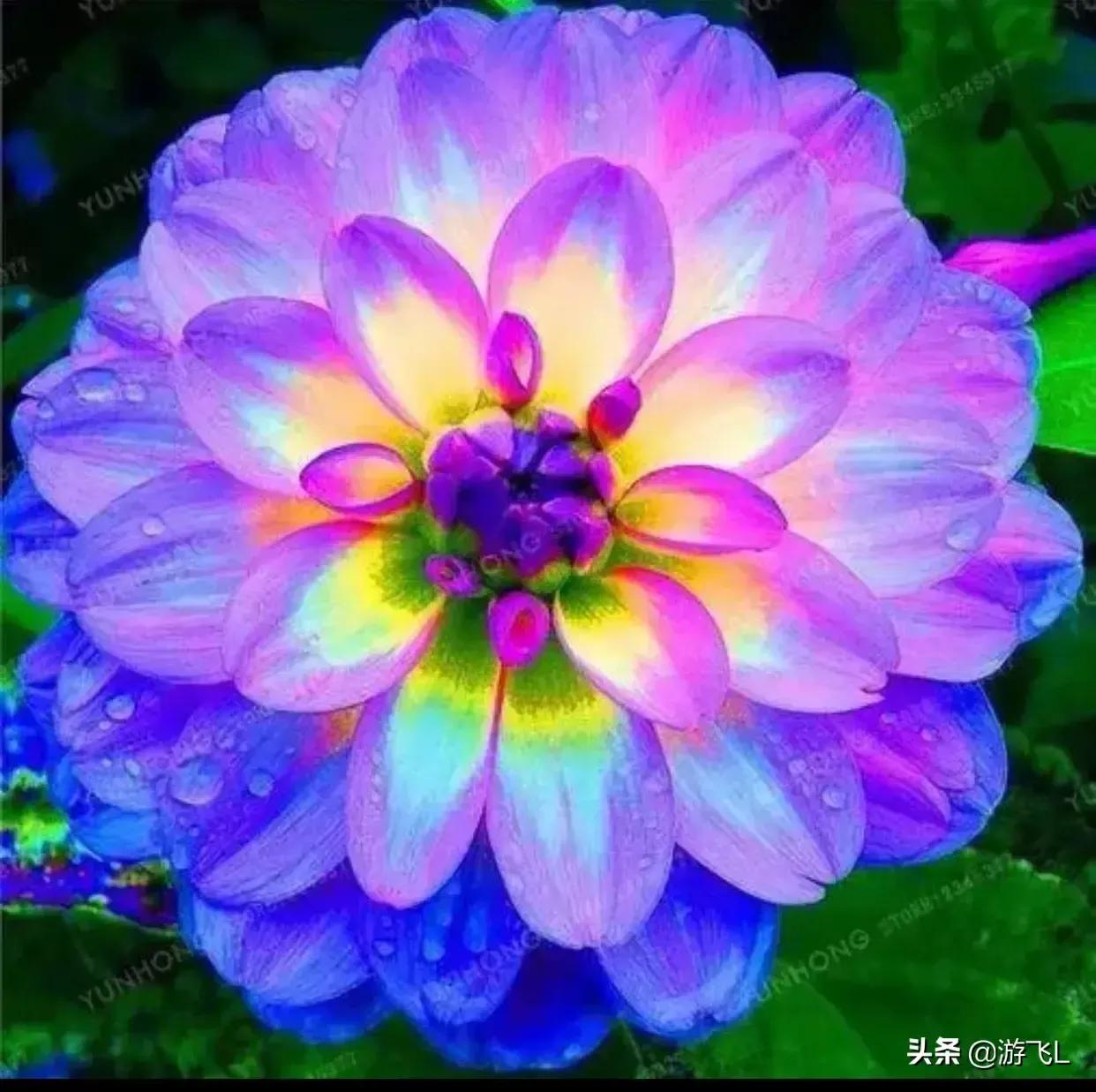 Rare Rare Exotic Flowers - iNEWS