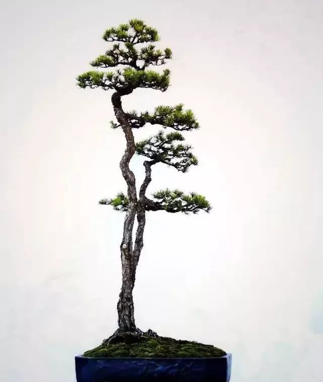 Double pole literati tree, one tall and one short - iNEWS