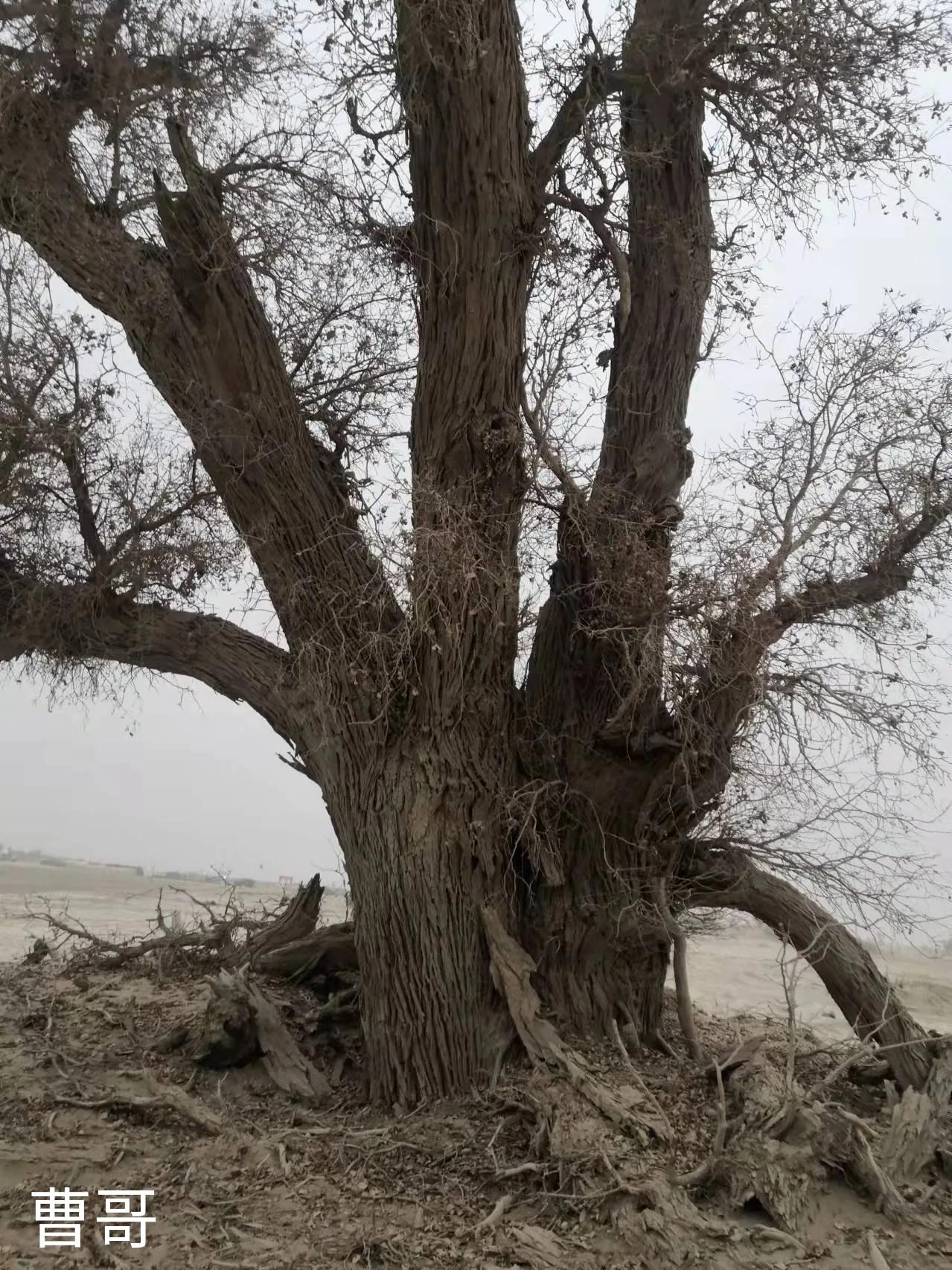 Populus euphratica in Taklamakan - iNEWS