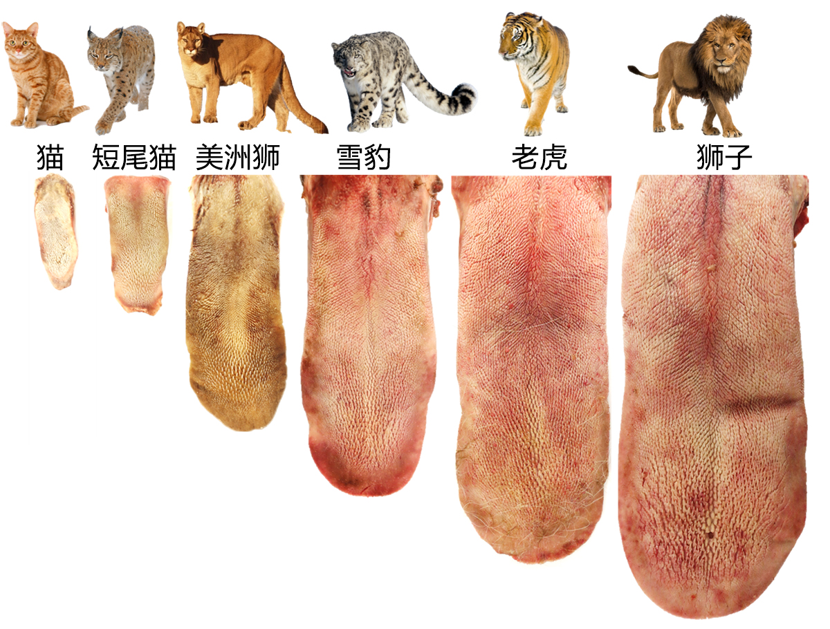 Can the "barbs" growing on the Siberian tiger's tongue actually hurt ...