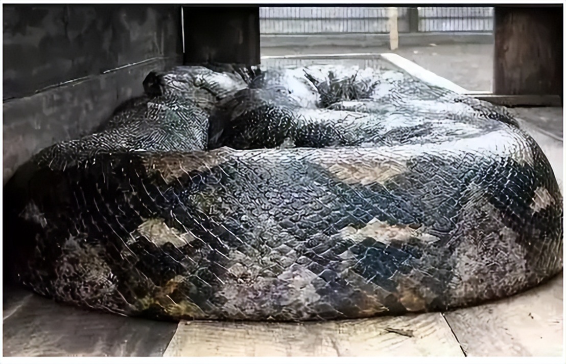 How big is the biggest snake in China?The Sichuan python incident is ...