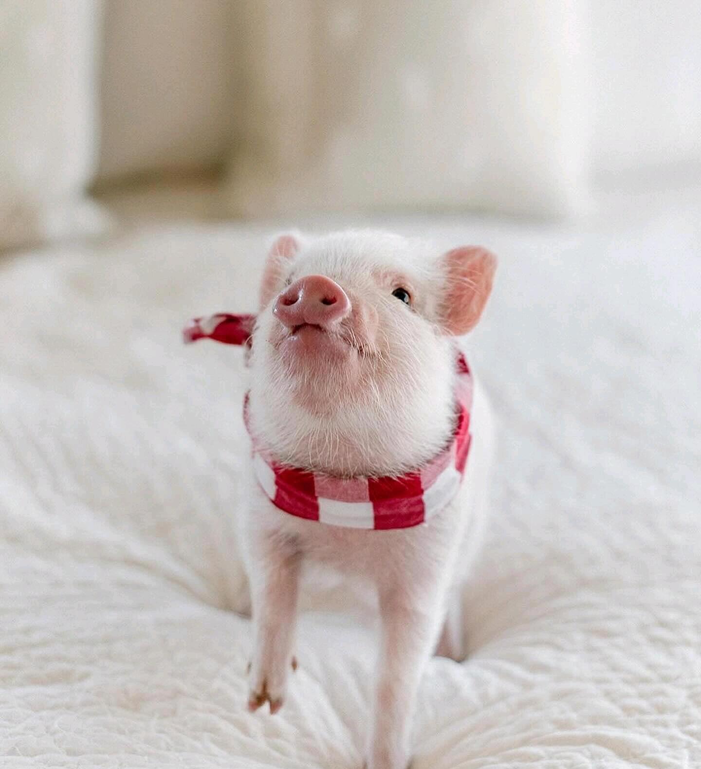 Don't make family disgrace public? Pig people should be prepared to ...