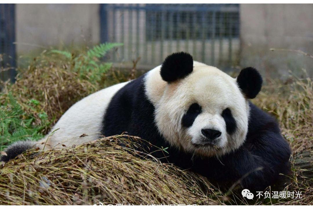 The more outstanding male giant pandas in captivity, the more miserable ...