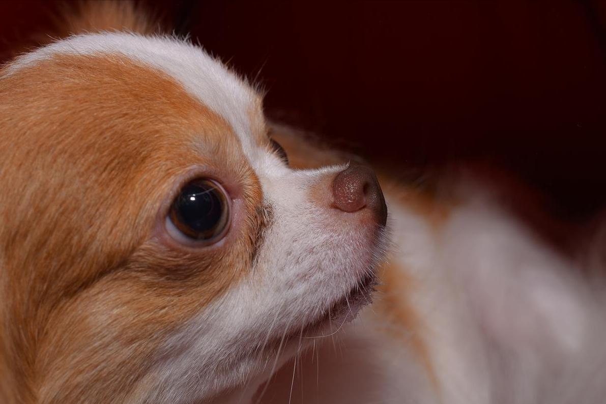 The dog's hair is dry and dull, many people do it wrong, how can we ...