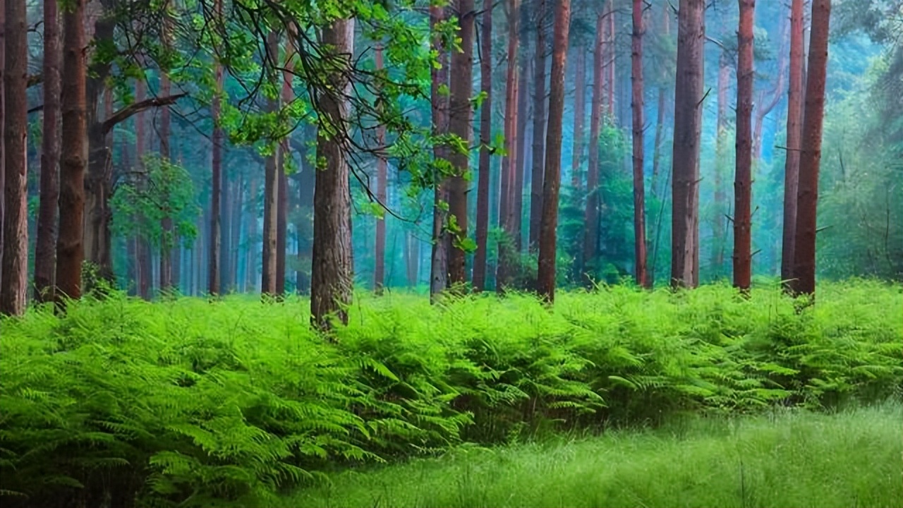 What happens when the area of forests on Earth doubles?Scientists: The ...