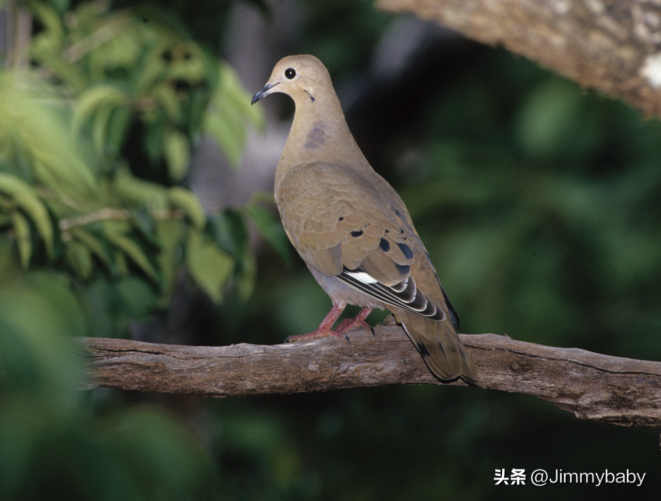 The Legend of the National Bird of the World: The Mourning Dove of ...