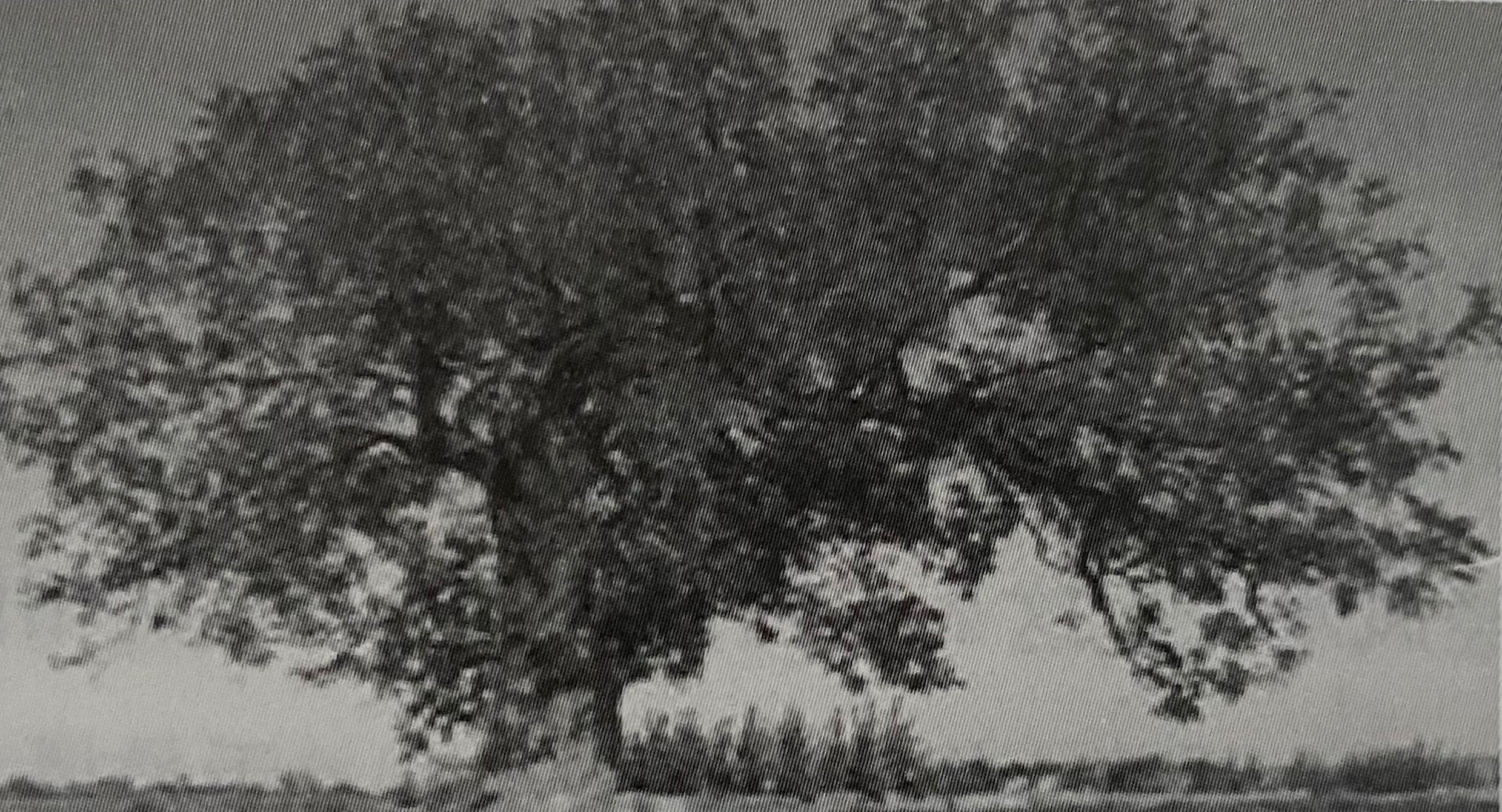 The legend of the old locust tree - iNEWS