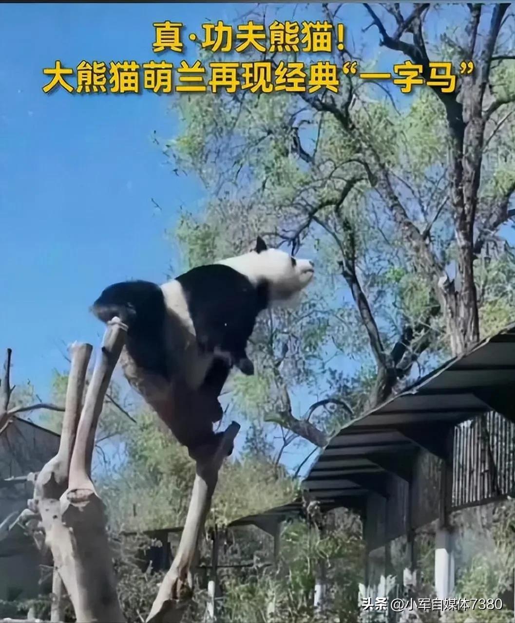 Yaya returns with her new neighbor, the super popular giant panda ...