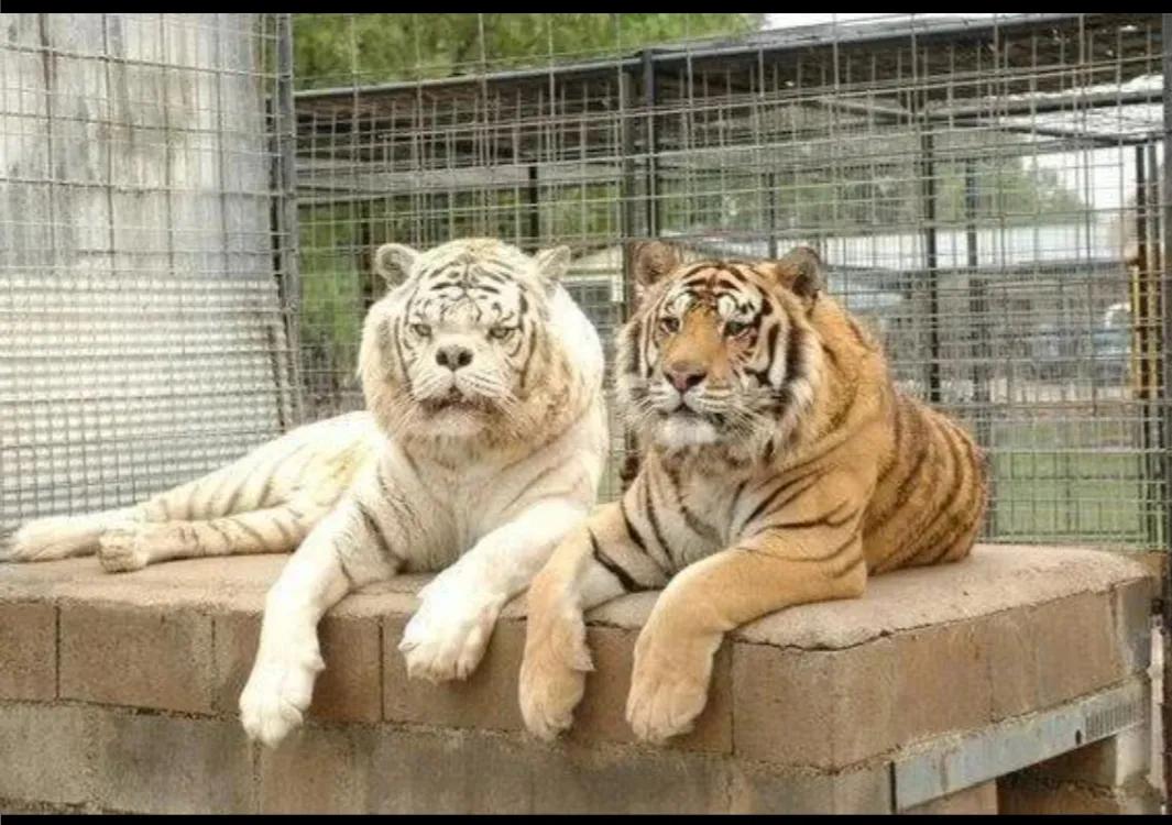 The least powerful tiger in the world. Meet Kenny, the Tiger with Down ...