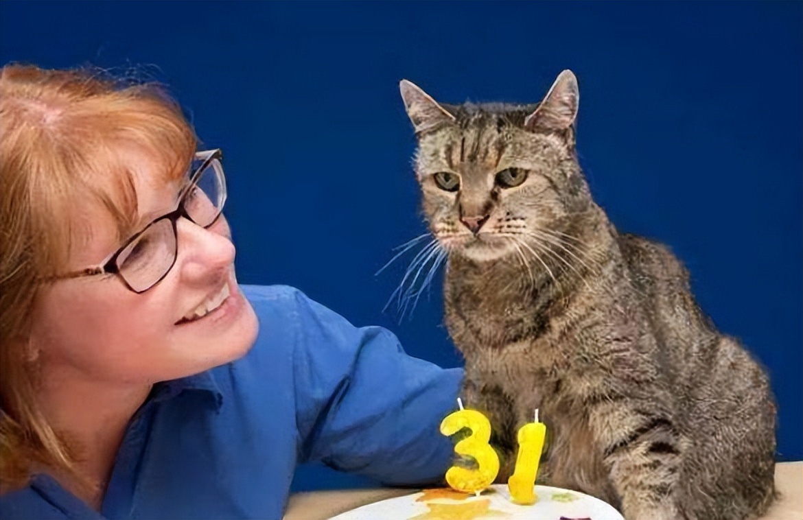 The average life expectancy of 12 common cats, with tips for longevity ...