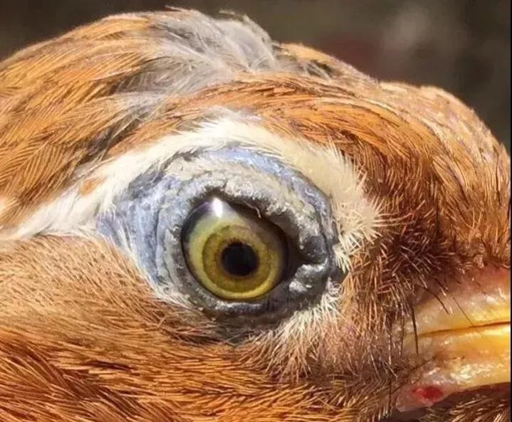 Tips for Identifying Top-Grade Thrush Bird Eyes - iNEWS