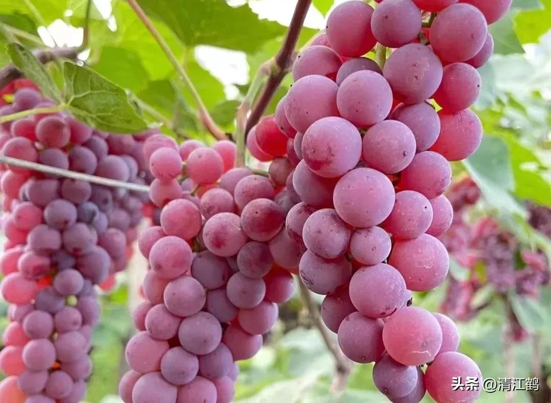 After a family reunion and drunk, which fruits and vegetables to eat ...