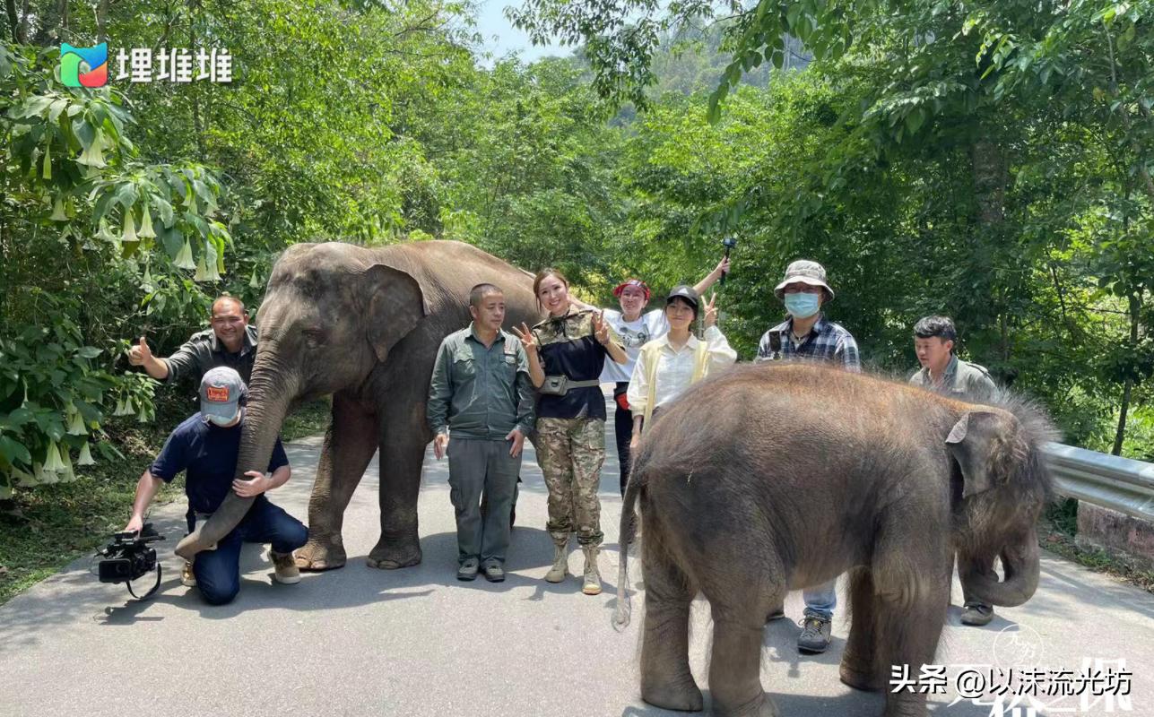 TVB's "Infinite Road 2: Priceless Guarantee" is over 200 million, what ...