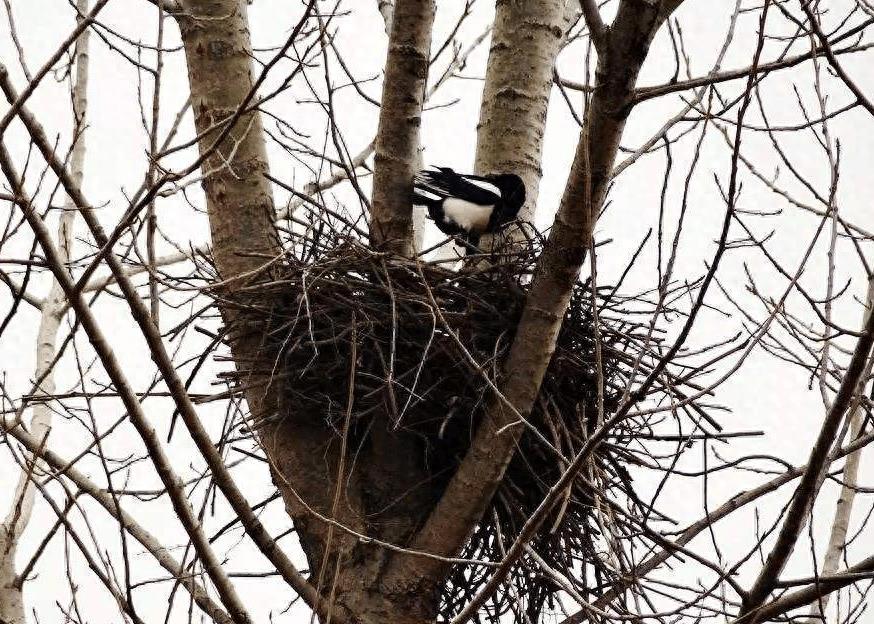 Amazing skills revealed: The secrets of magpie nesting are revealed ...