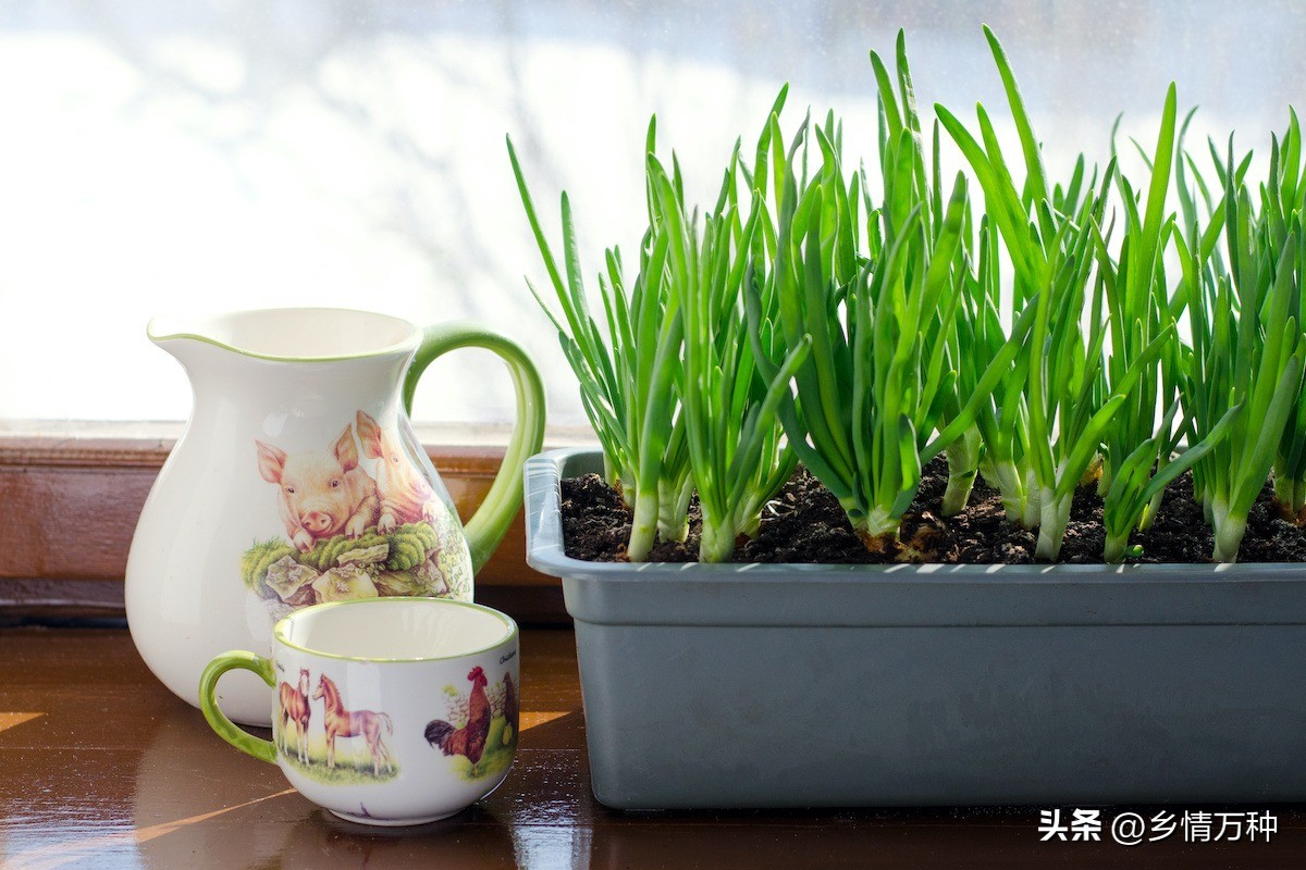 Don't throw it, plant it! 12 Vegetables You Can Regenerate From Scraps ...