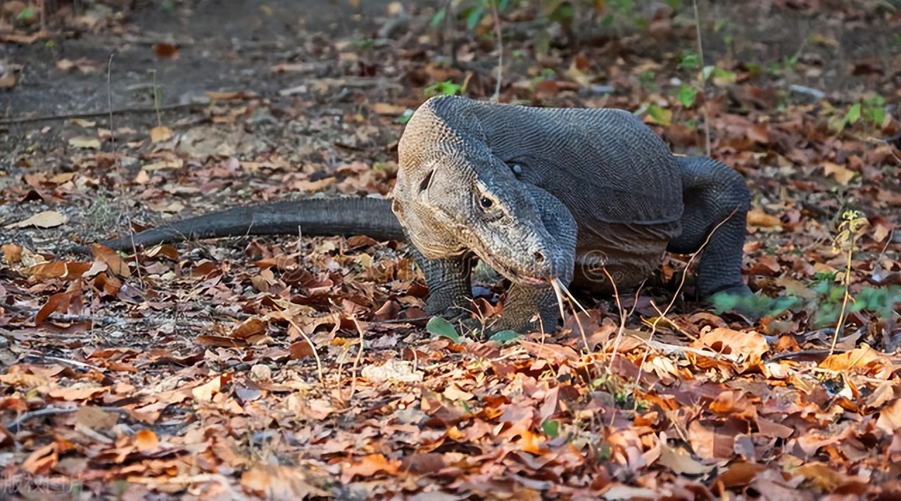 Inventory of the 6 largest reptiles in the world - iMedia