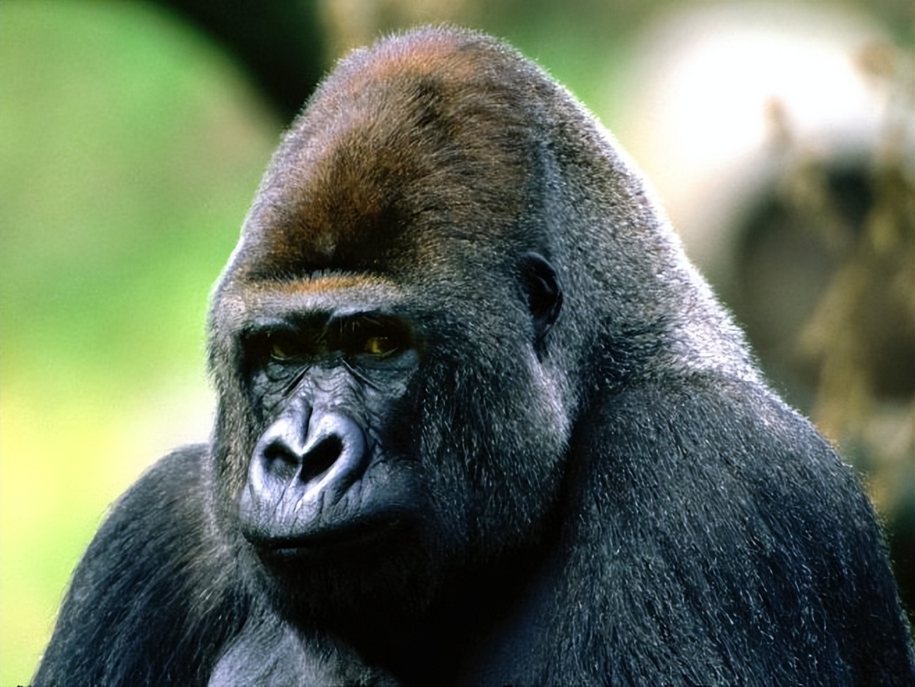 Brief Analysis: Life Characteristics of Different Primates - iNEWS