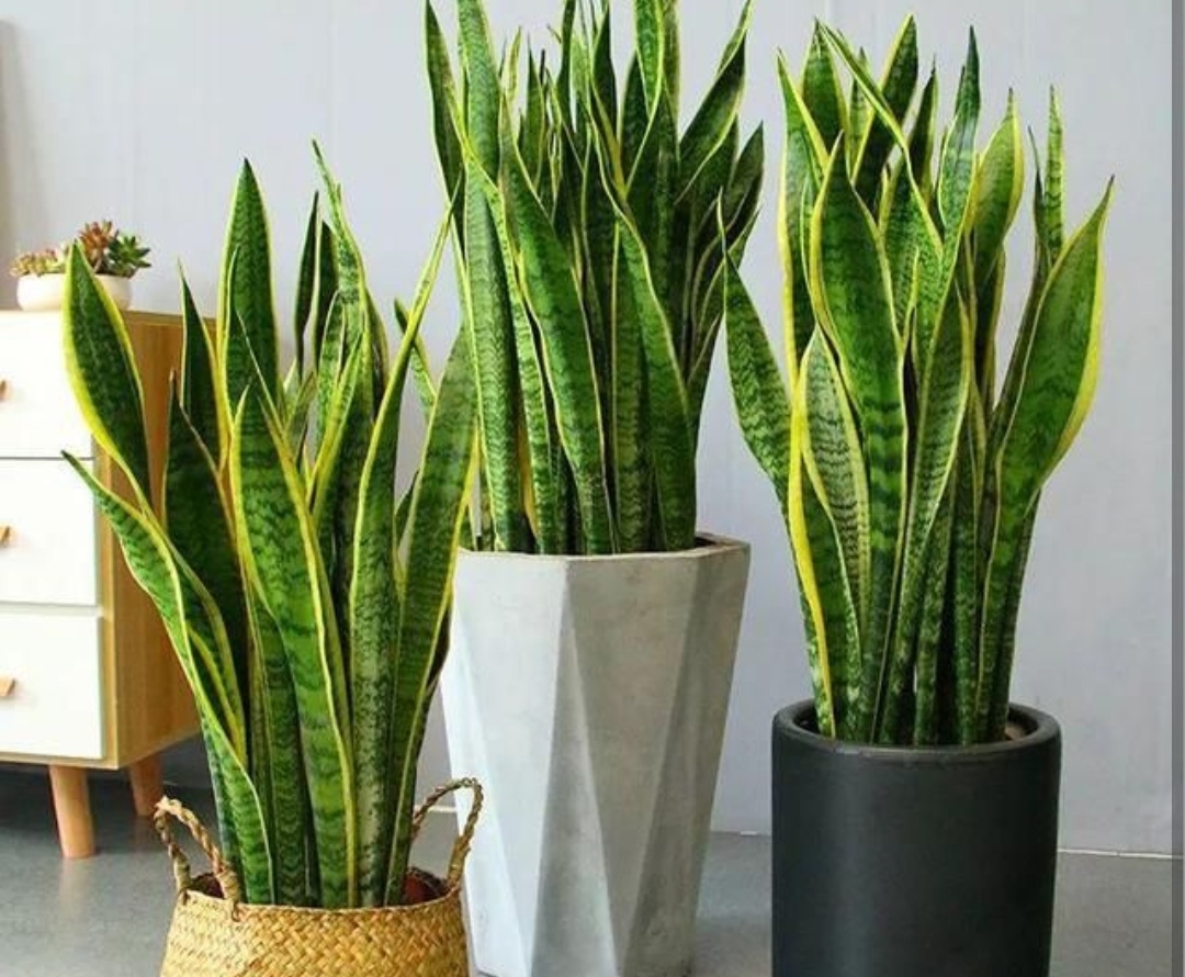 7 kinds of beautiful green plants, known as "biological purifiers ...
