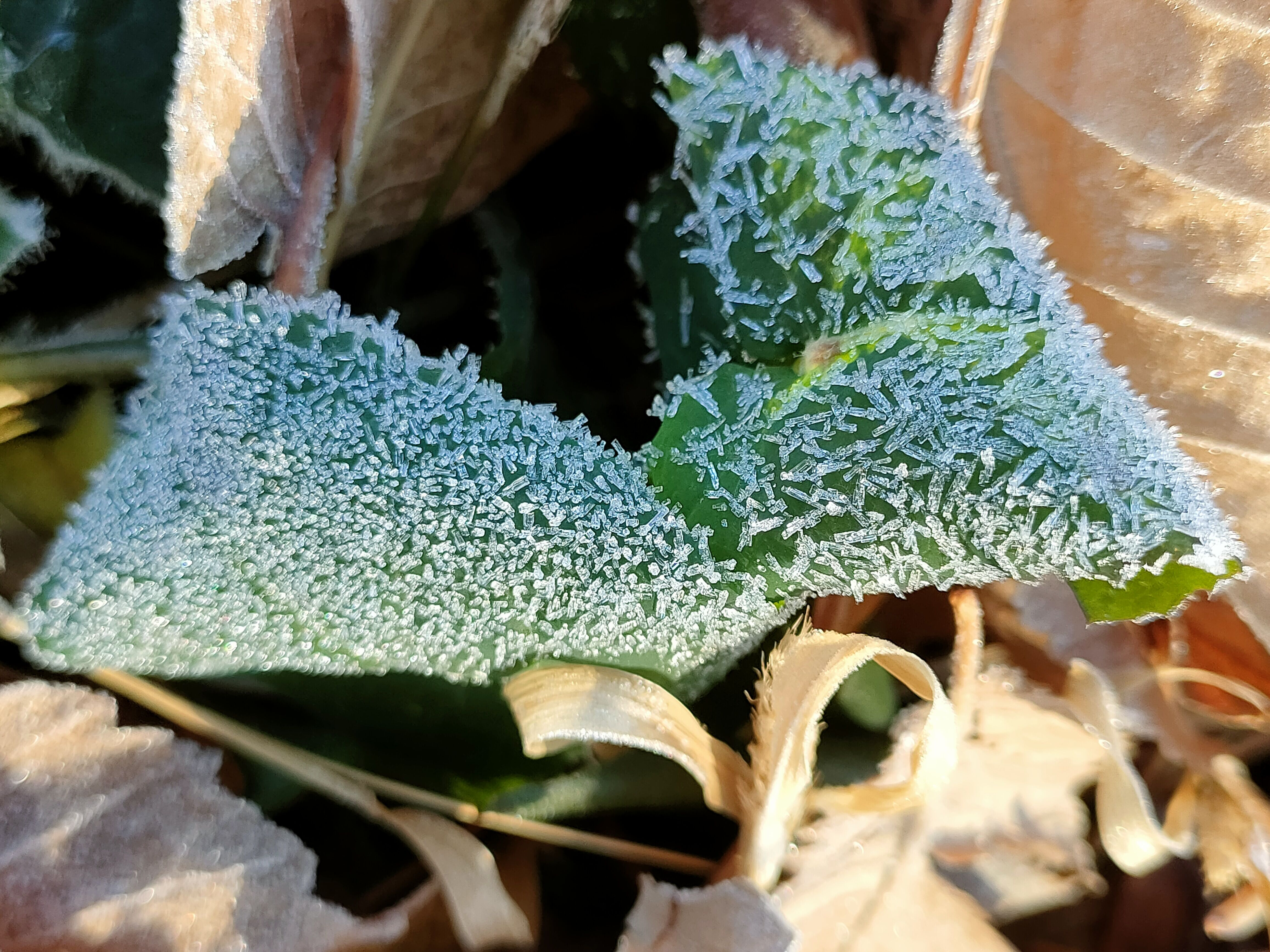 The frost crystal clear under the macro lens is too beautiful - iNEWS