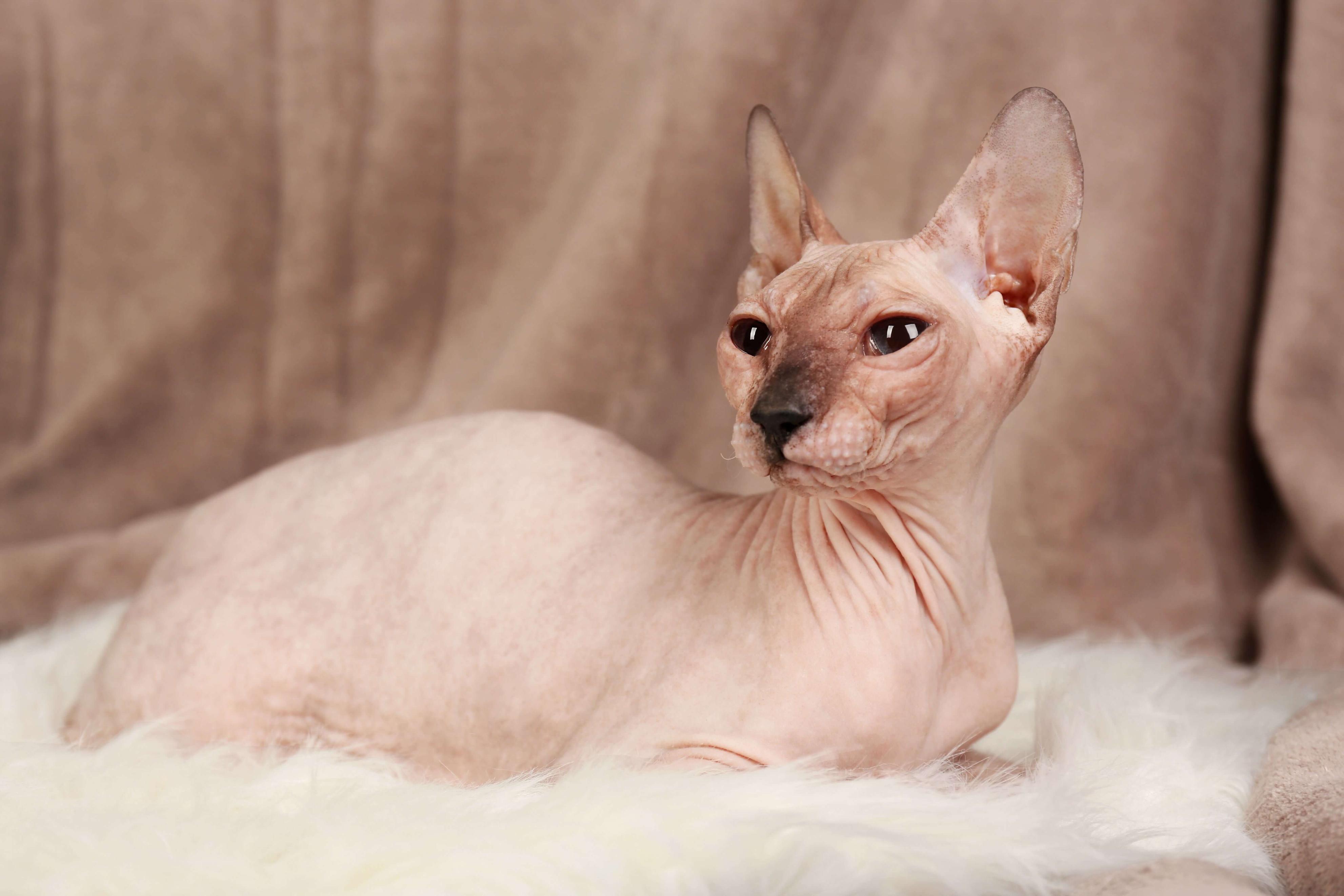 Why are hairless cats with "high IQ" so few people raise them?These ...