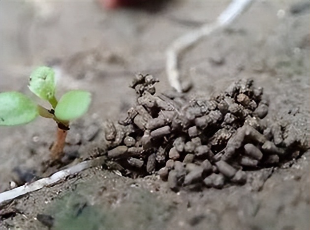 Why does biological waste smell bad? The reason behind this strange ...