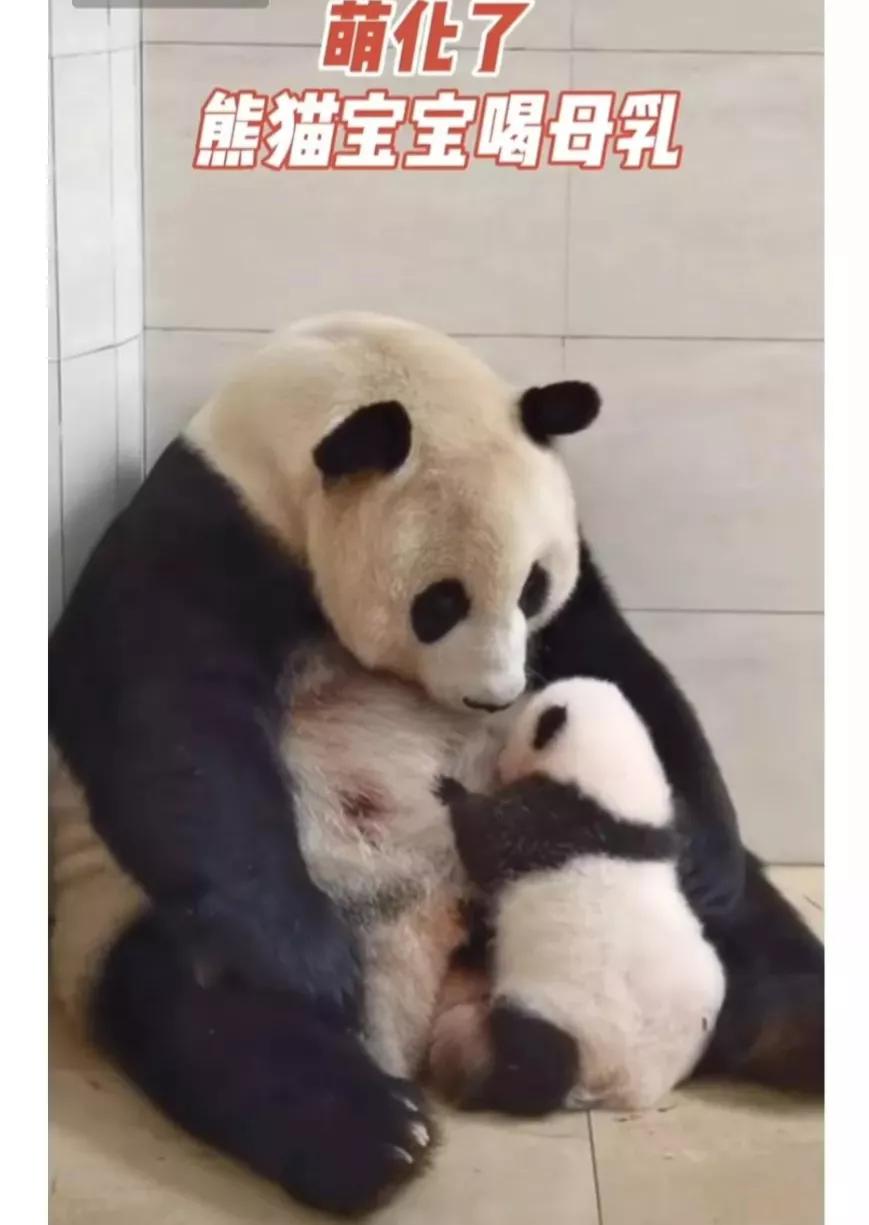 From Yuanyuan to Aibao: How does a panda mother breastfeed her baby ...