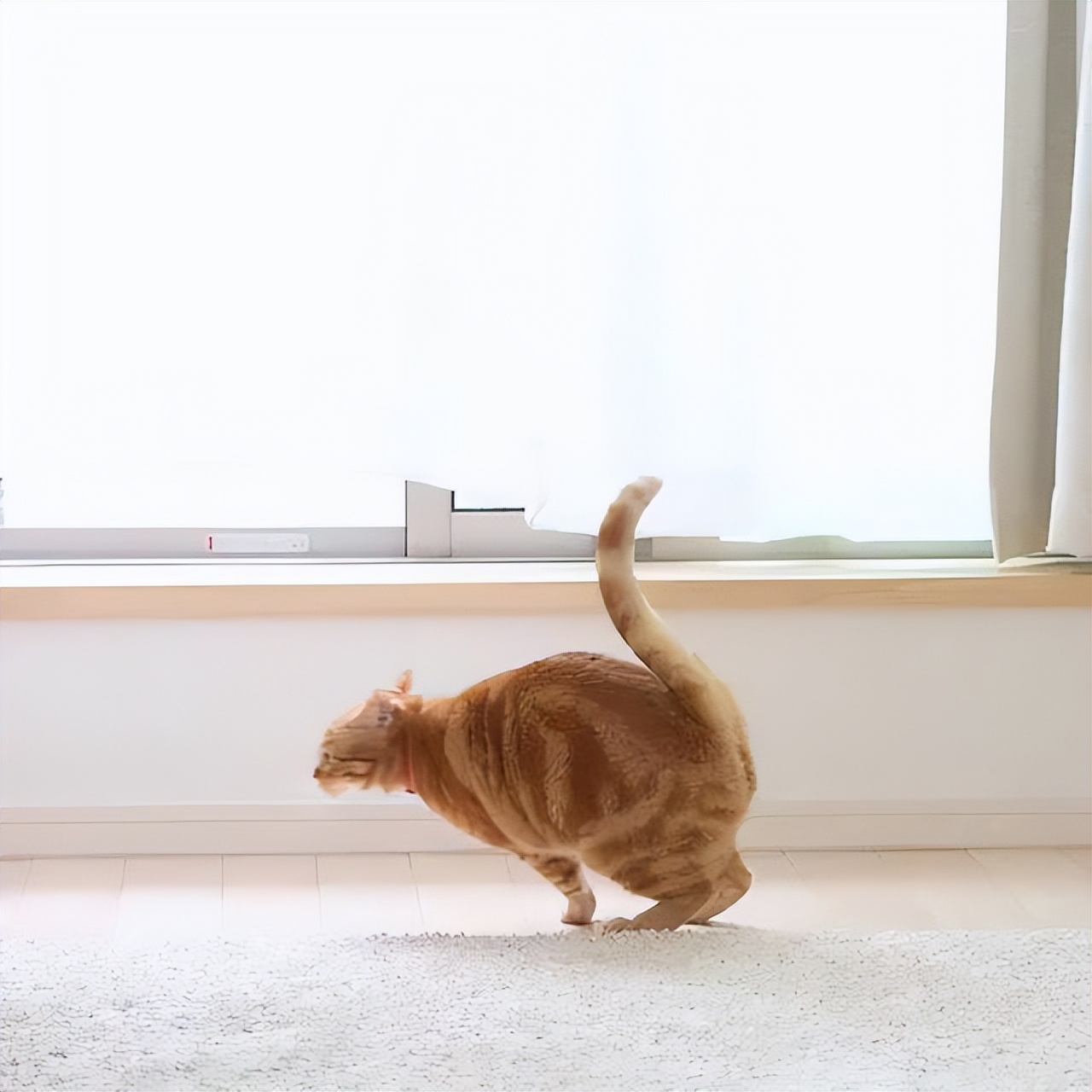 Cats "running around" at home are not crazy, but for these reasons - iMedia