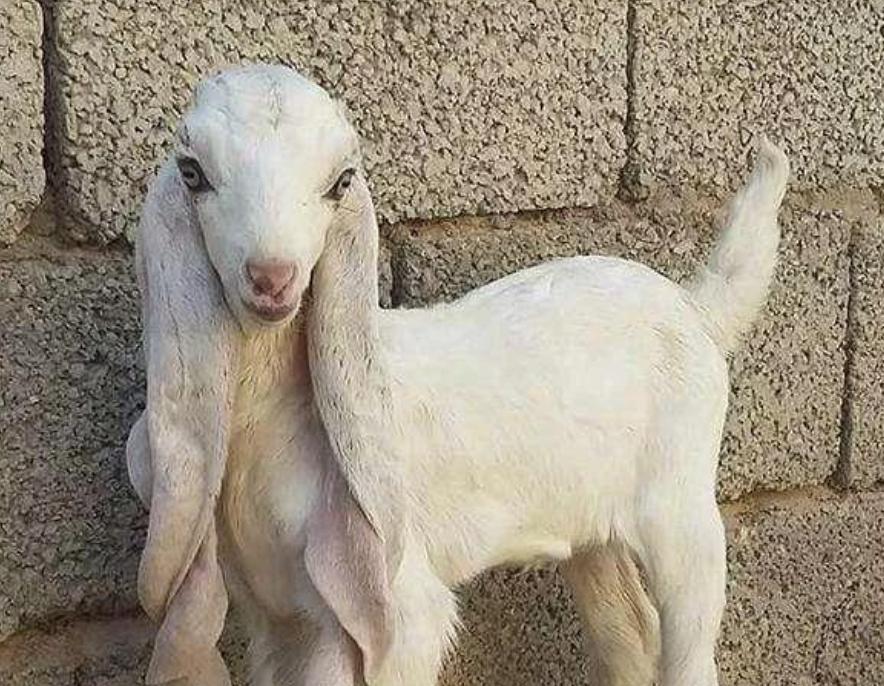 This is the Damascus goat with ears that are one meter long - iNEWS