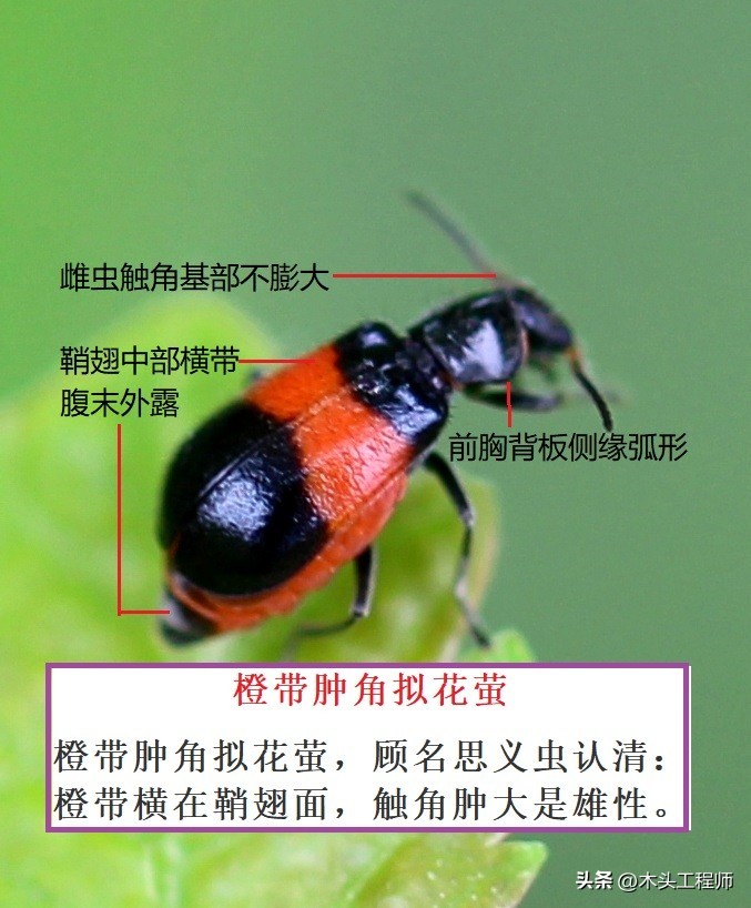 Ornamental Insect Field Identification Chart: Orange Banded Horned ...