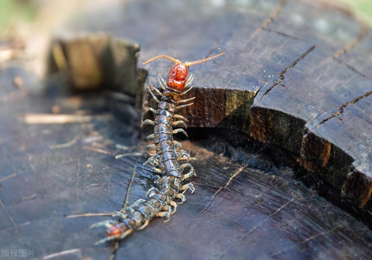 Who recruits centipedes? Can centipedes crawl into people's stomachs ...