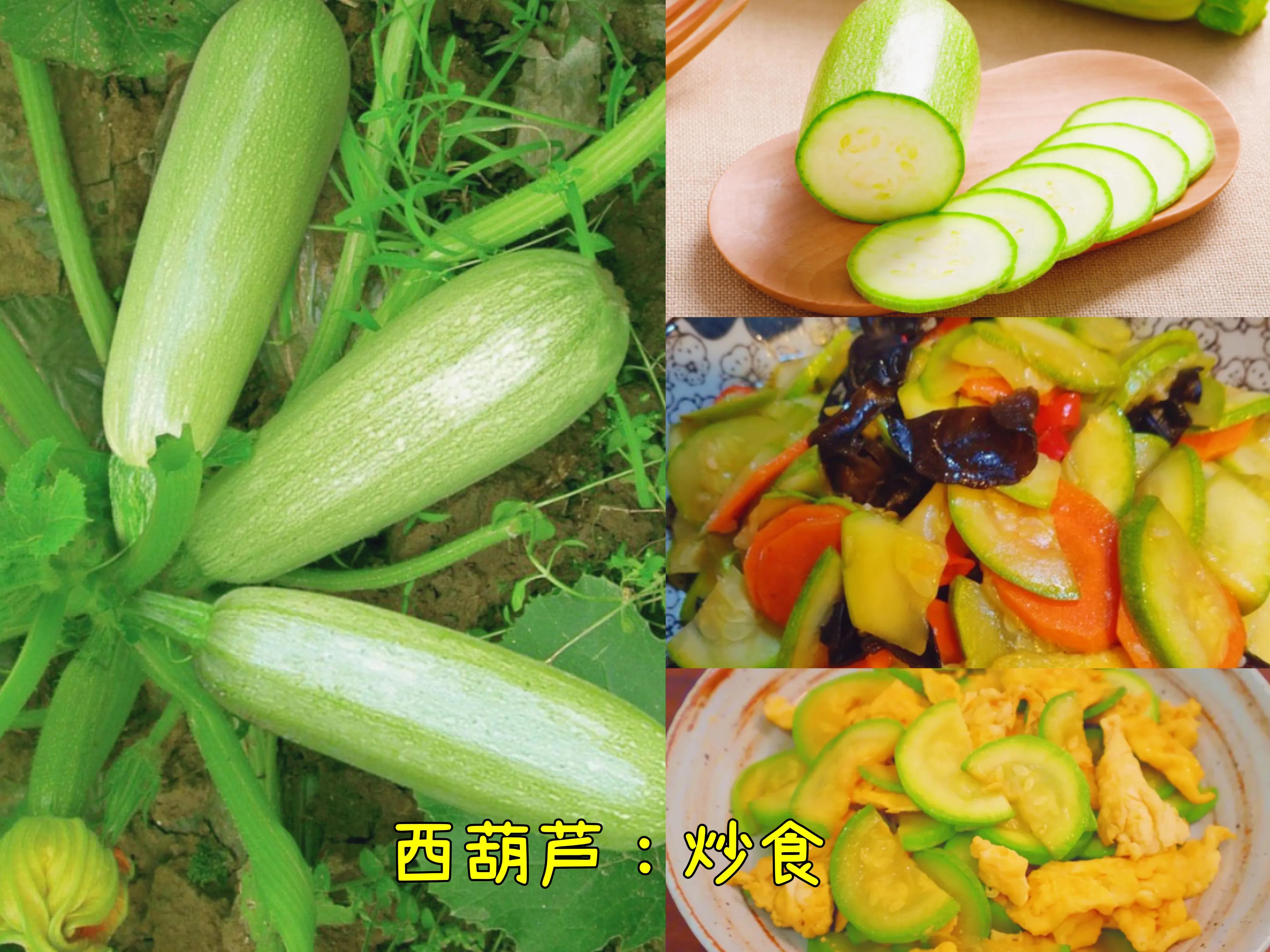 Edible Vegetables and Wild Vegetables (5) Cucurbitaceae - iNEWS