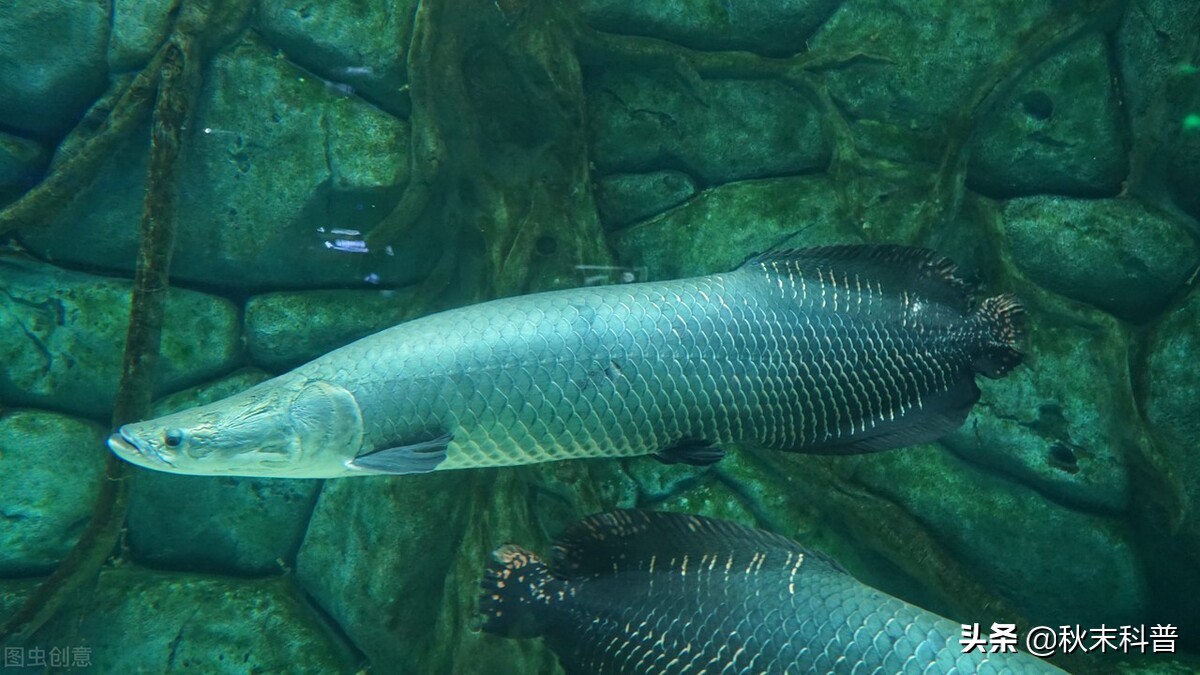 The top ten longest fish in the world, the whale shark ranks first ...