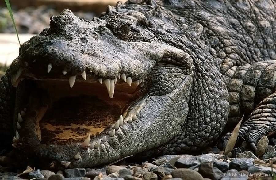 Crocodiles Against the Army, Ramree Island and Its Tragedy - iNEWS