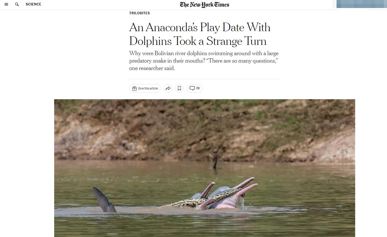 The python was insulted by dolphins. Expert: It may have been "raped ...