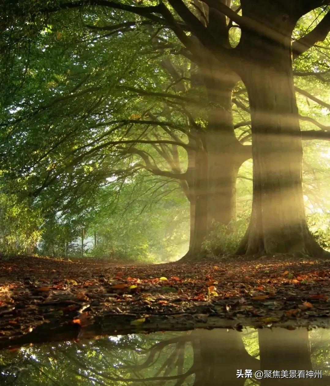 The photographer turns ordinary trees into beautiful landscapes - iNEWS