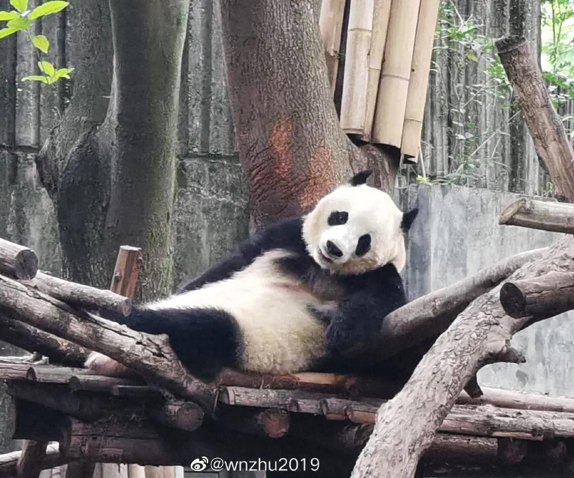 Without heat, there is no bear power Panda Fulu's life of being ...