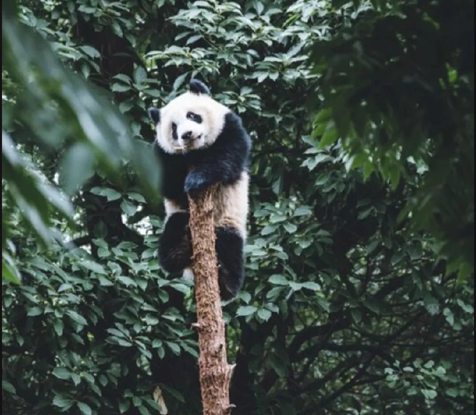 Why is the panda a national treasure? Why do you rarely see groups of ...