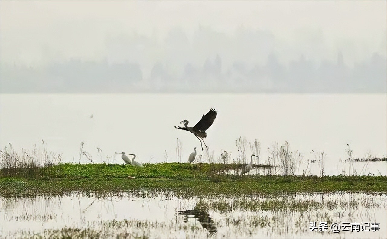 Xuanwei, Yunnan: Clear waters and lush mountains "attract herons" - iNEWS