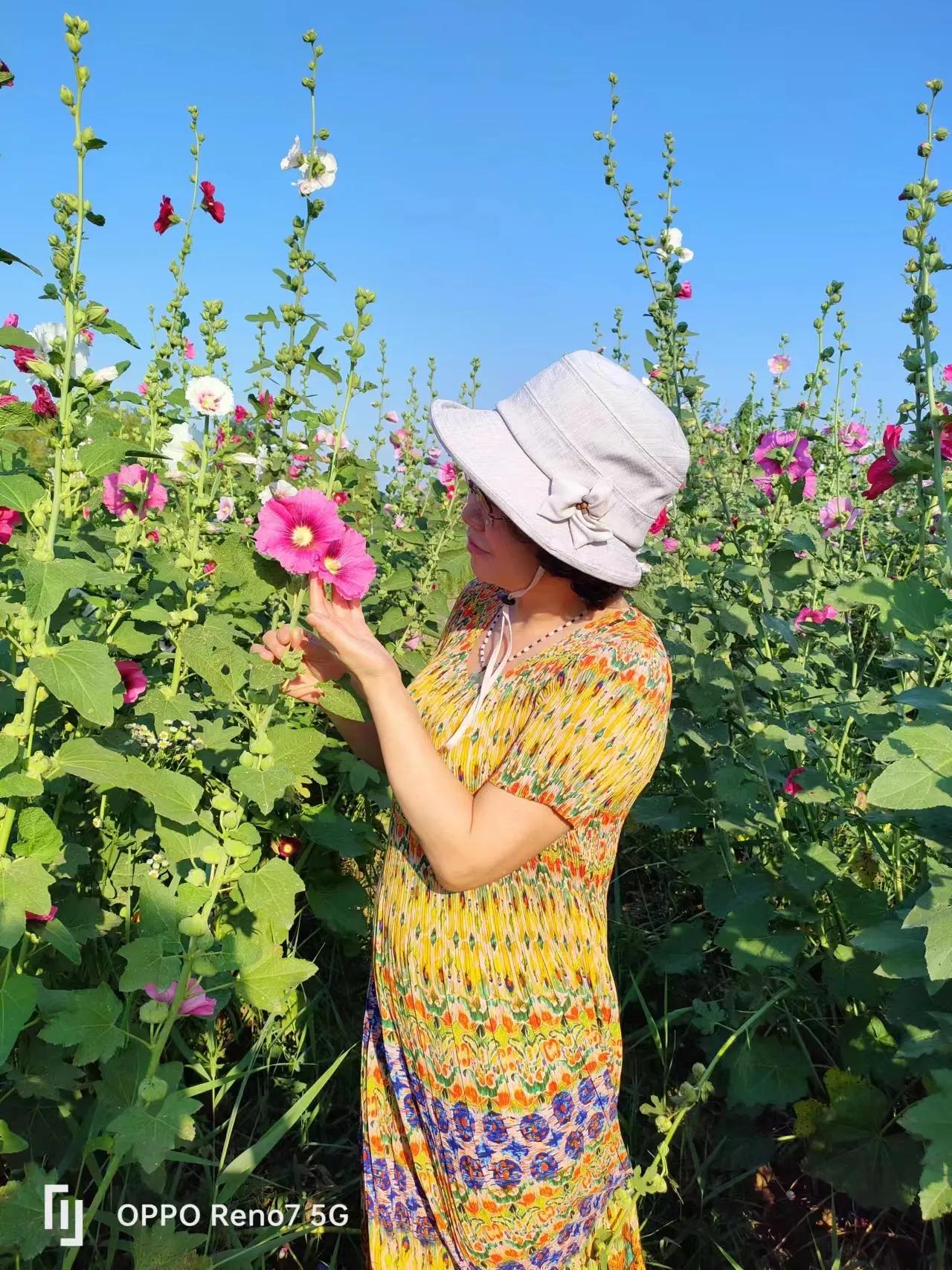 Huanxiu Lake Encounter Hollyhock Flowers (Tongyun) - iNEWS