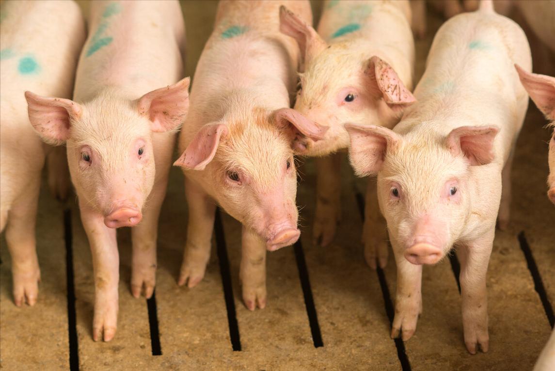 What are the hazards of ammonia gas to pigs?Symptoms and Treatment of ...