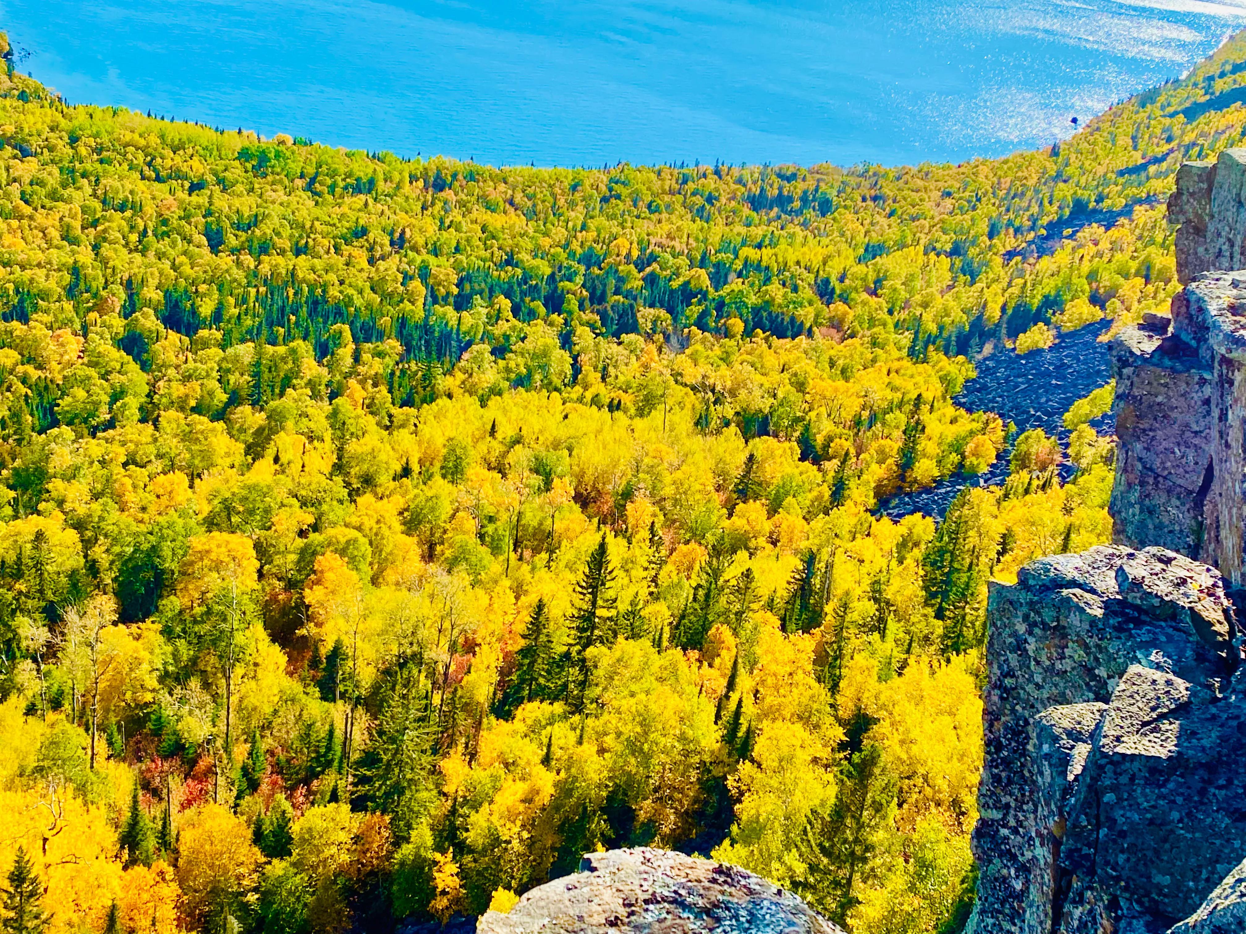 Distinctive bright yellow autumn scenery - iNEWS