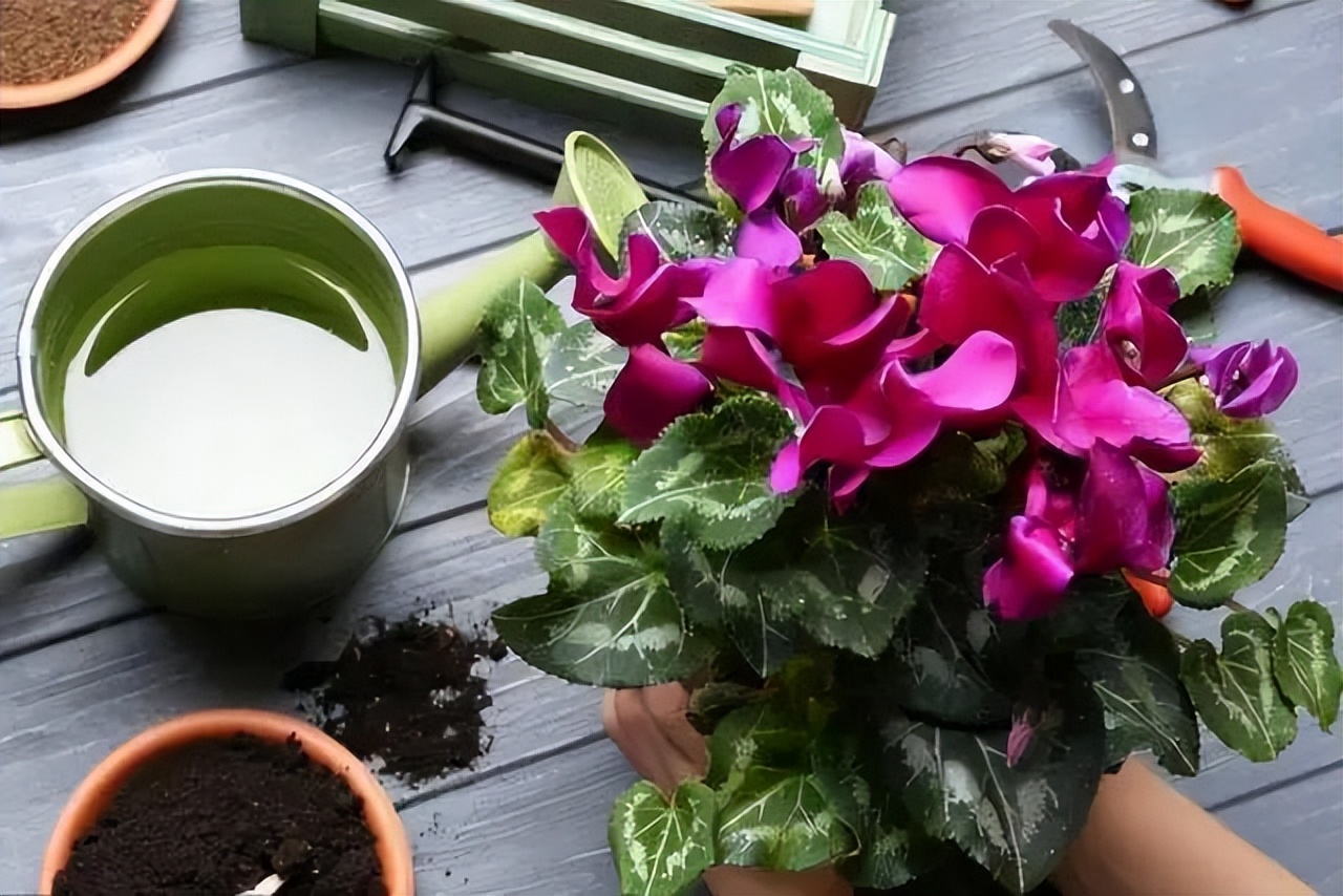 The cyclamen that blooms in winter, do a few things right, and it will ...