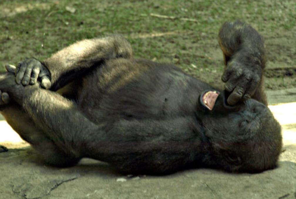 Did you take a monkey's threatening expression as a blown kiss? Did it ...