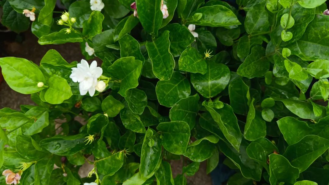 Falling into ambush, these 3 kinds of flowers must be cut hard. If you ...