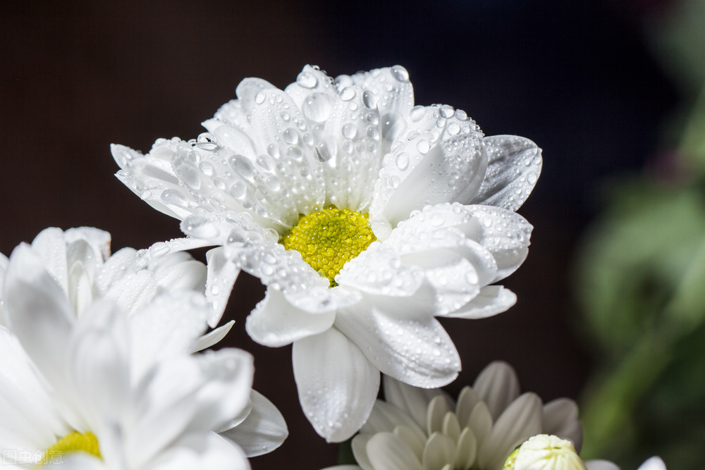 Congealing like a peach garden without regrets - the poems of Wang ...