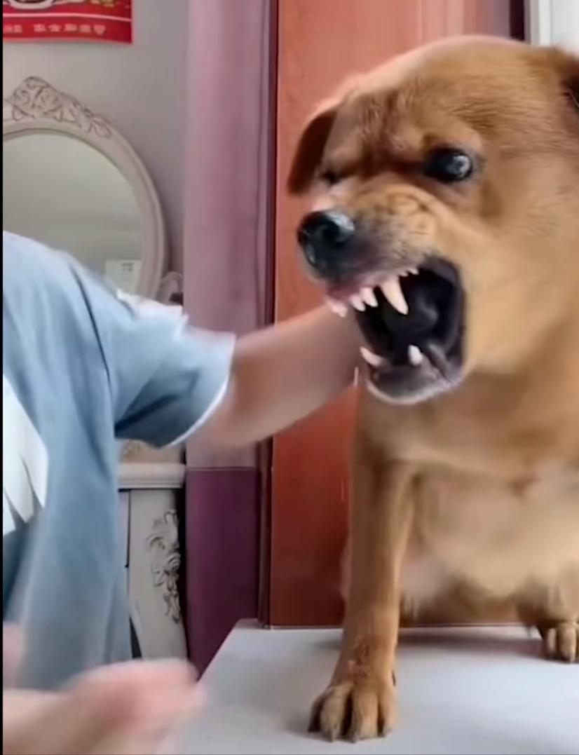 The Internet celebrity "Puppy Xiaopang" was suspected of abusing dogs ...