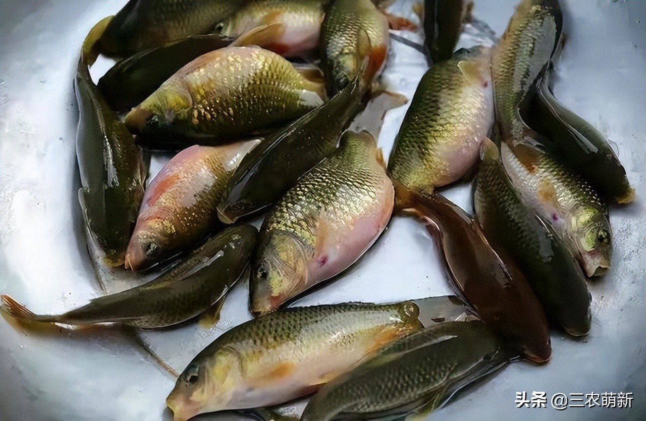 These 6 kinds of "hexian" are gradually disappearing. It is a blessing ...