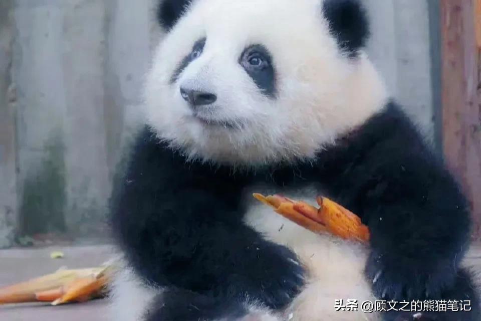 latest video! Panda Huahua and Ye Da fight, and start to feel ...